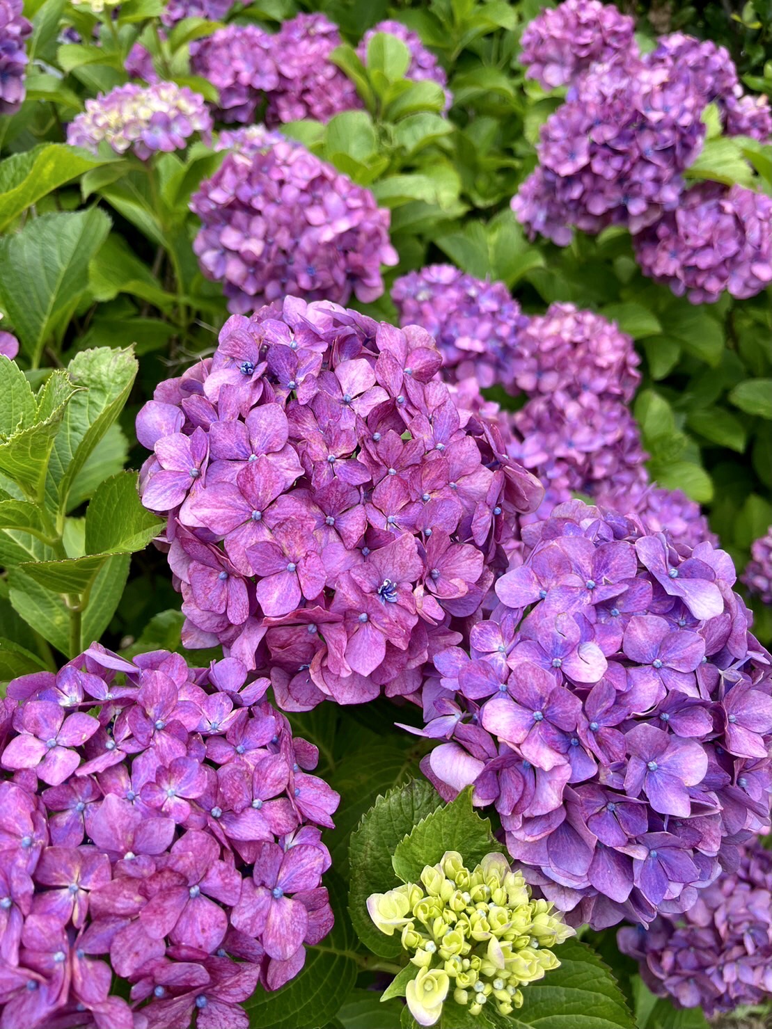 6月も終わり Ms Blog 